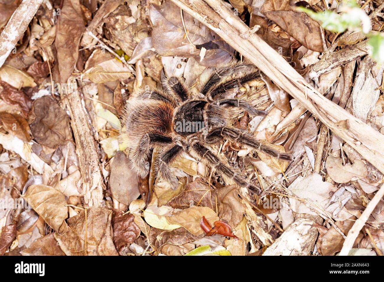tarântula, Arachnida, Aranae, Spider, Tarantula, Boa Nova, Bahia ...