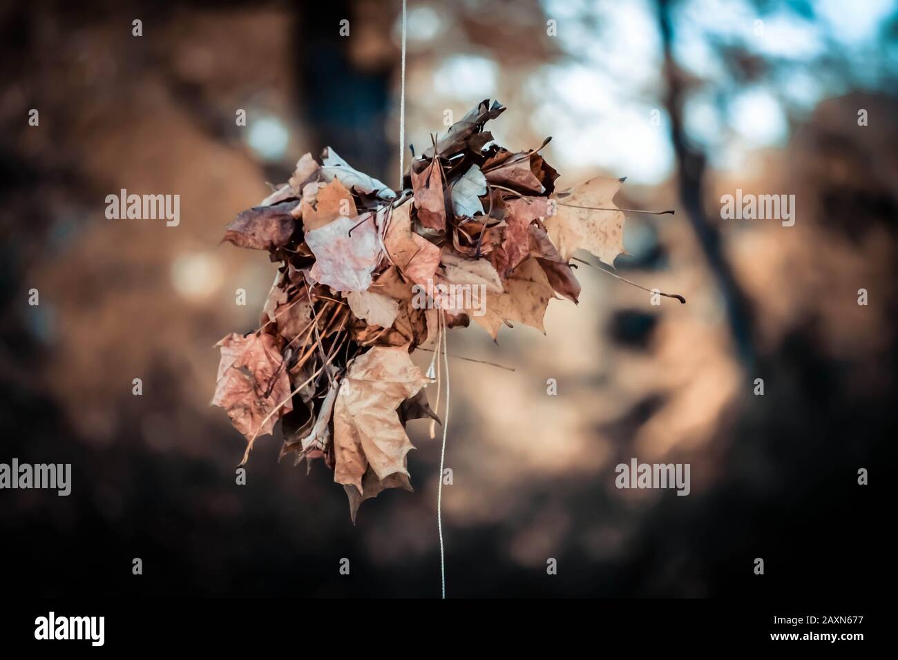 bundle of dry leaves hanging on a rope connected Stock Photo - Alamy