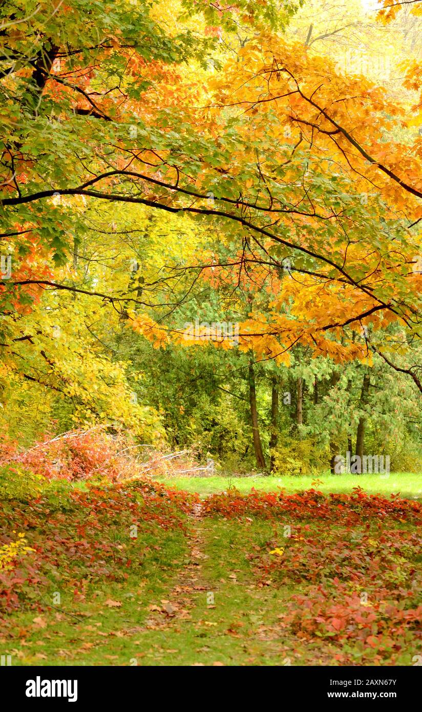 tree branches with green and yellow leaves and footpath and grass with ...