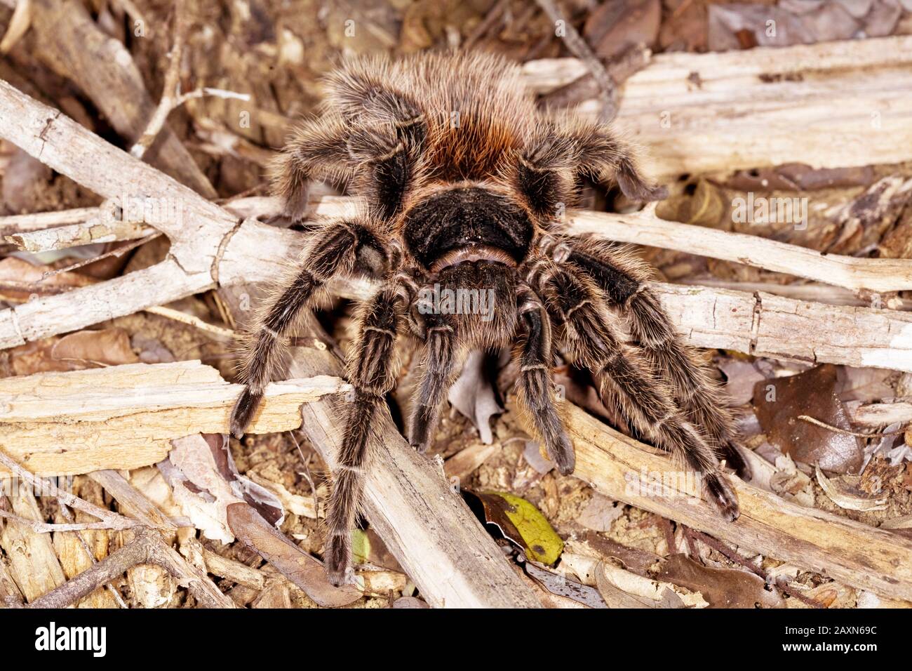 tarântula, Arachnida, Aranae, Spider, Tarantula, Boa Nova, Bahia ...