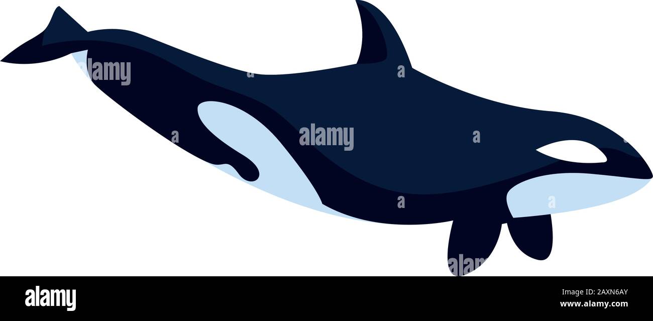 killer whale on a white background vector illustration design Stock ...