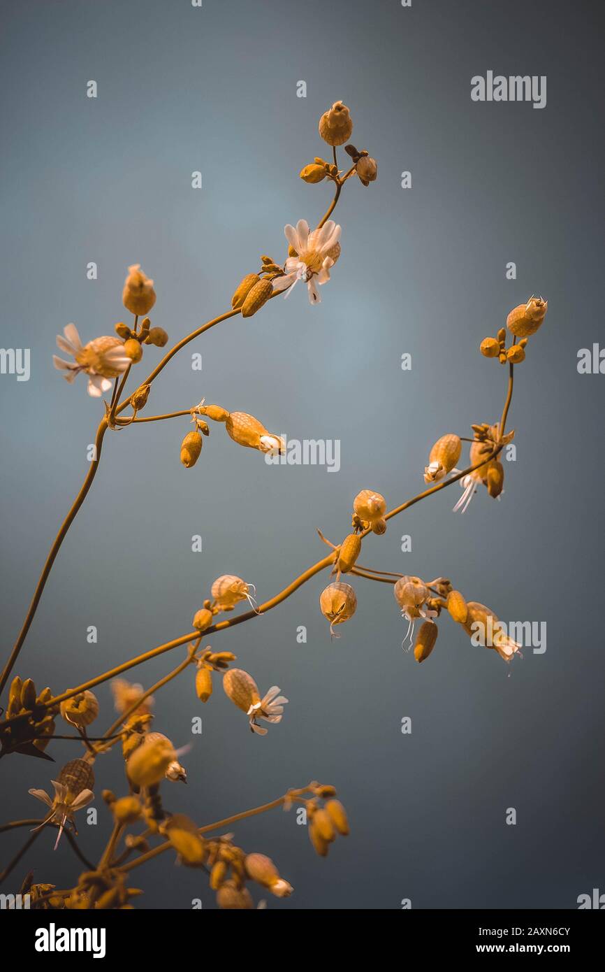 Dark stem hi-res stock photography and images - Alamy