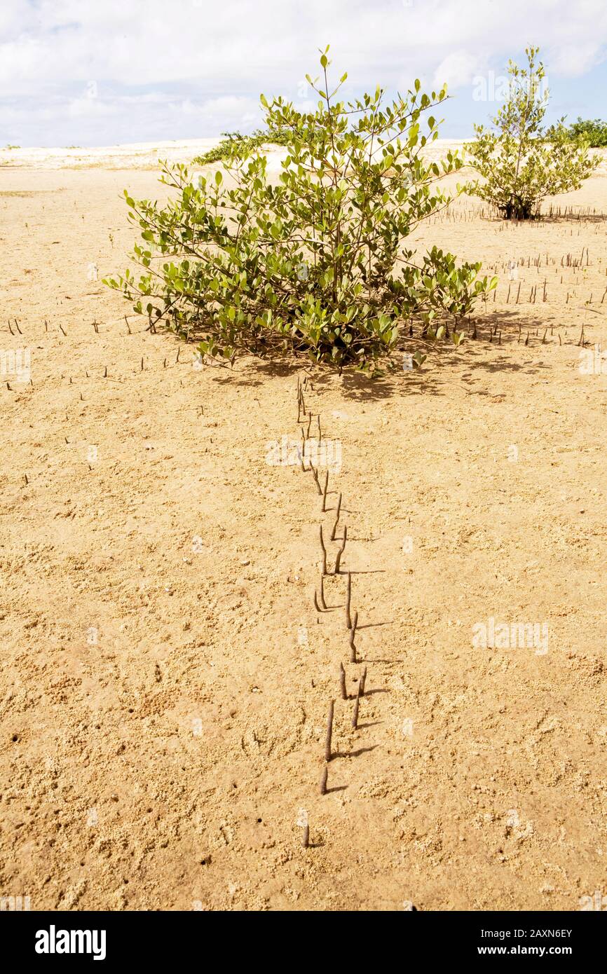 Pneumatófora hi-res stock photography and images - Alamy