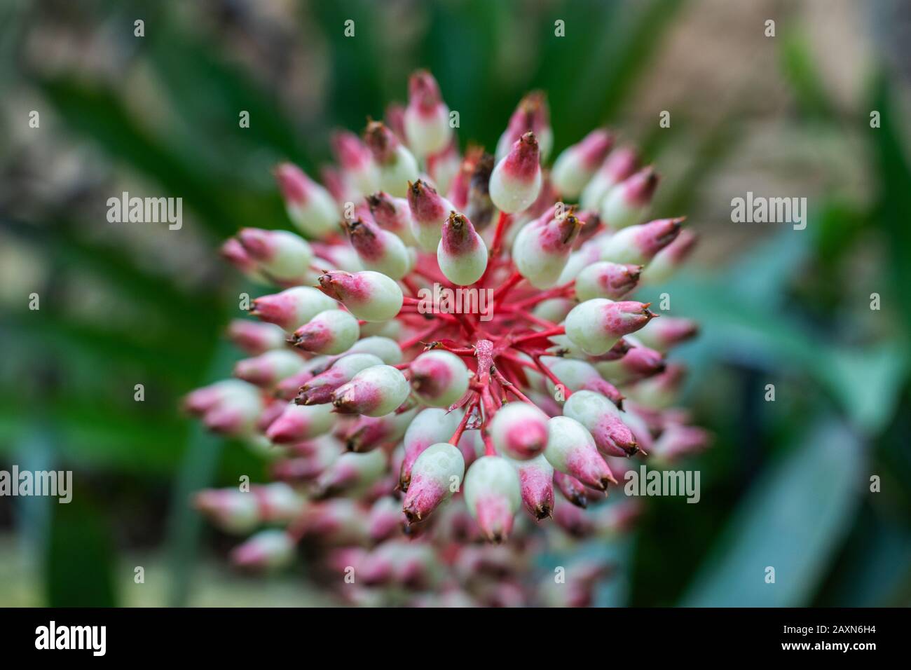 Many, but one Stock Photo - Alamy