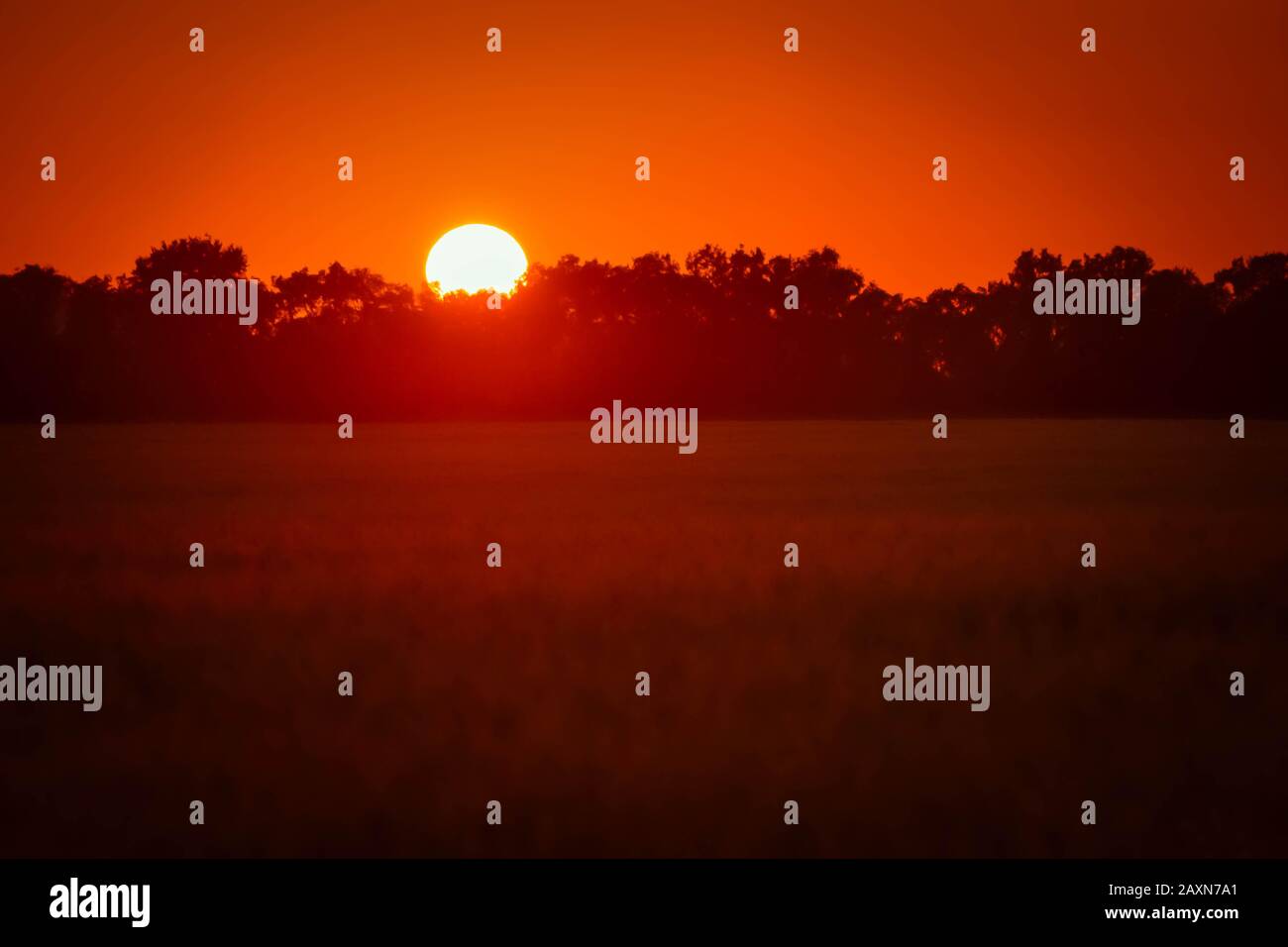 beautiful sunset, sunrise behind trees and field Stock Photo - Alamy