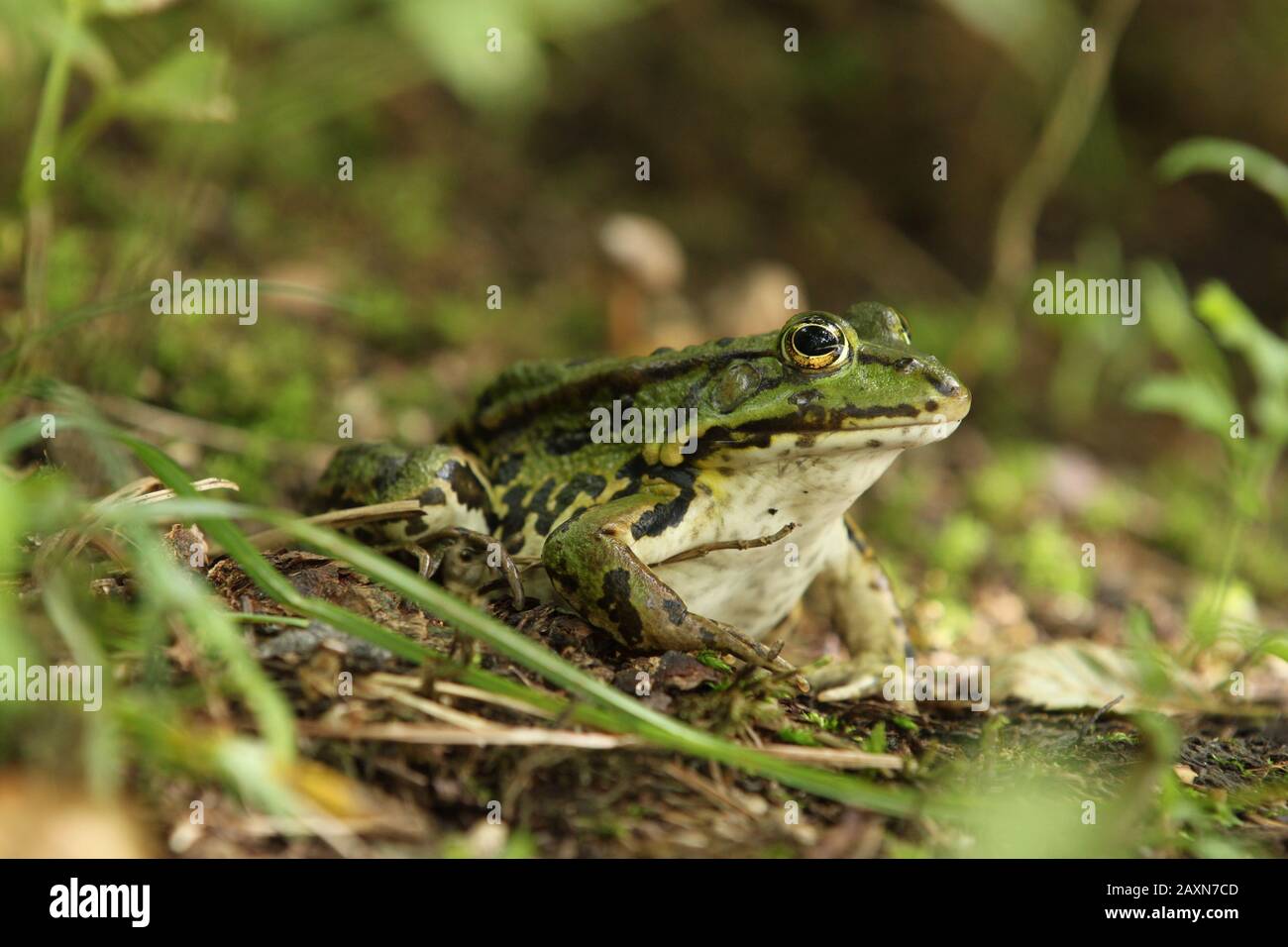 The pond frog (Rana esculenta Stock Photo - Alamy