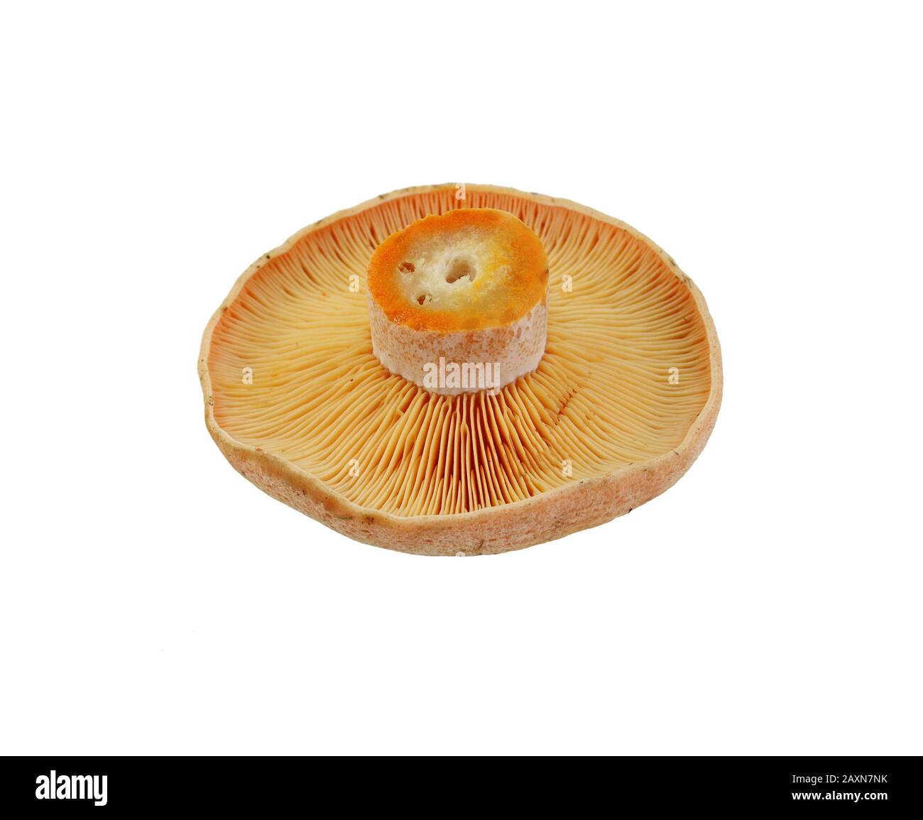 Forest mushroom. Lactarius deliciosus (Saffron milk cap) isolated on ...