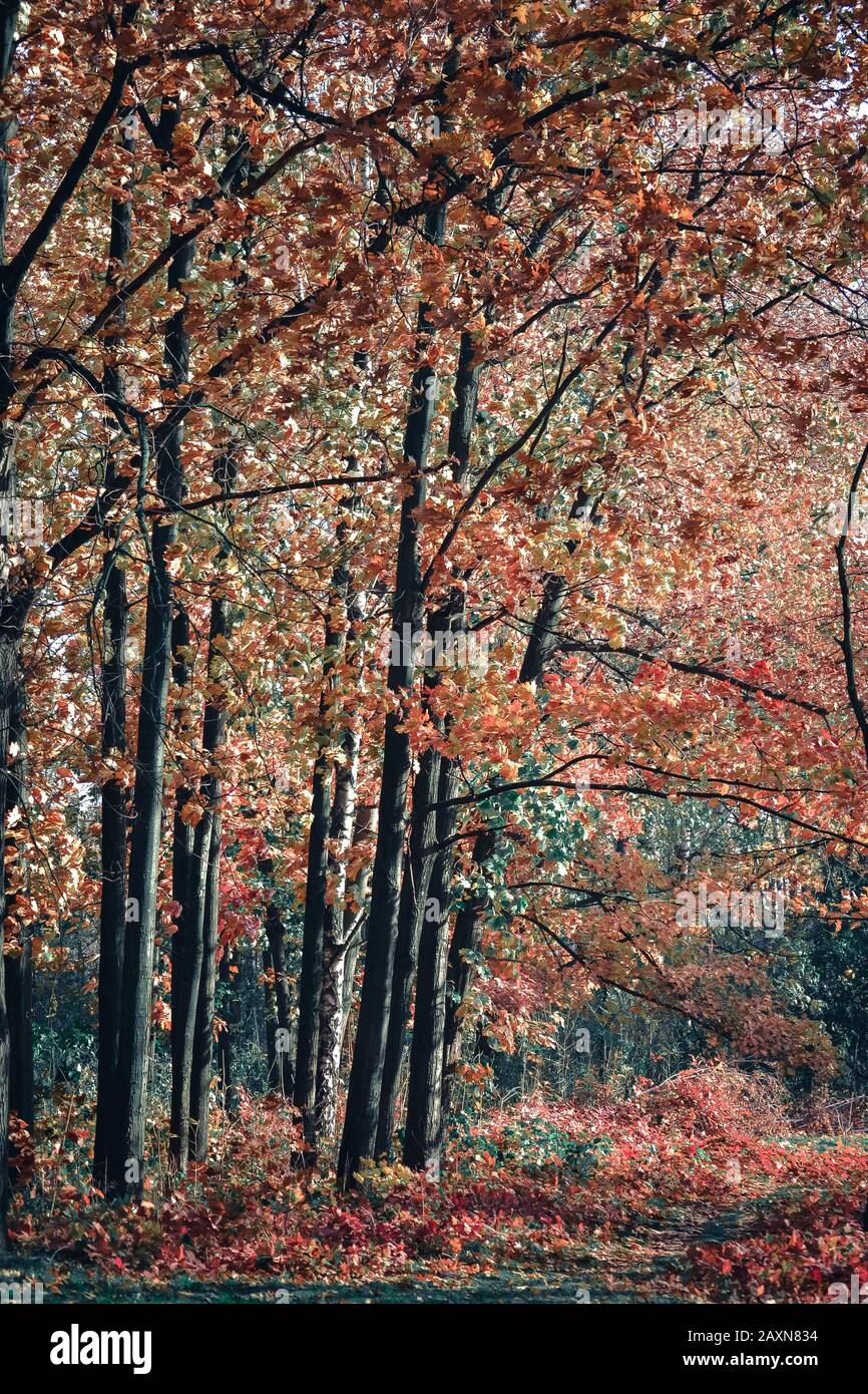 deciduous trees, young oak trees with red leaves in autumn, filter ...
