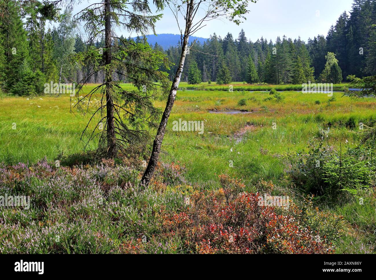 Marshy landscape at the lake Fichtelsee, mountain Fichtelberg ...
