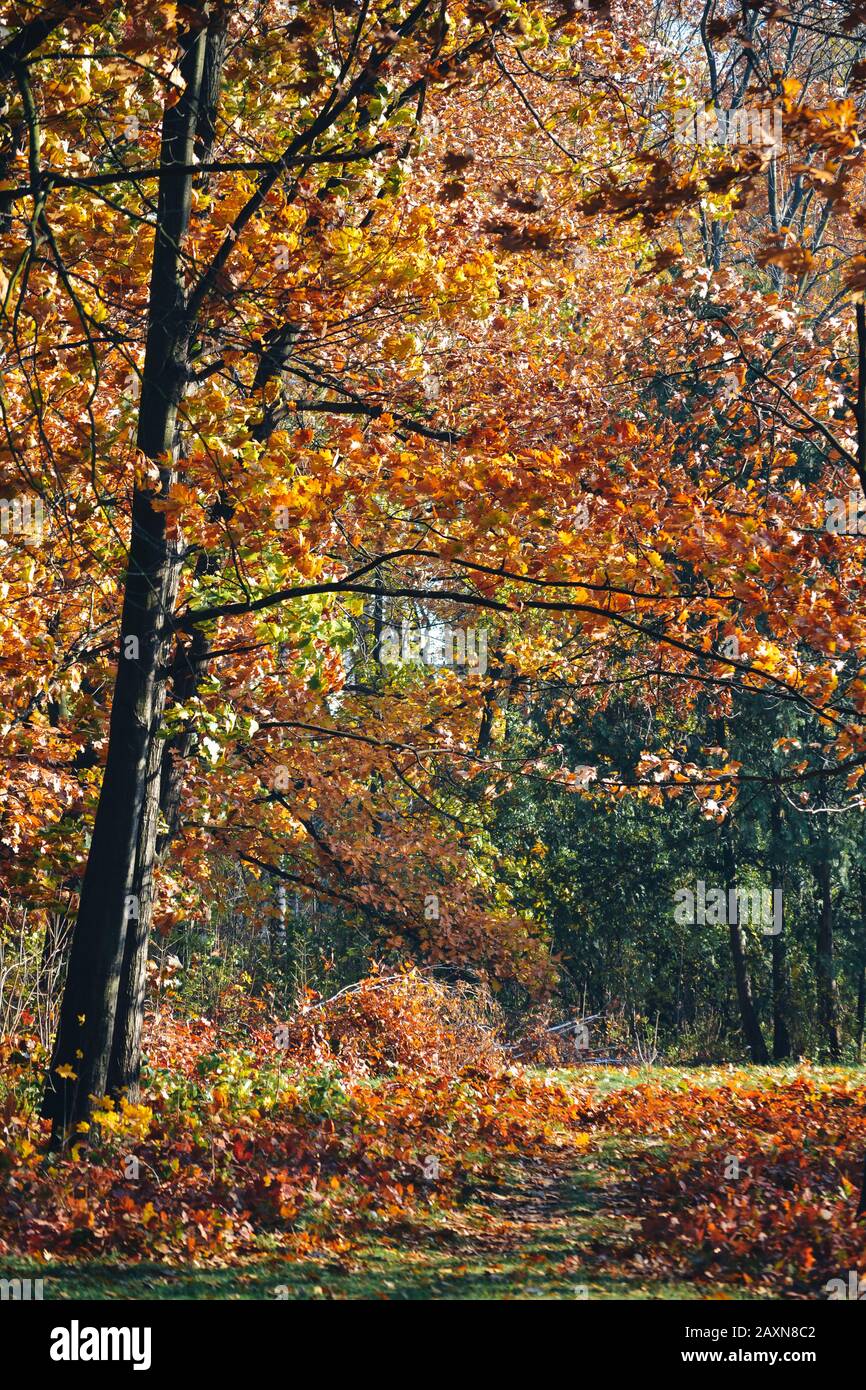 deciduous trees, young oak trees with red leaves in autumn, filter ...