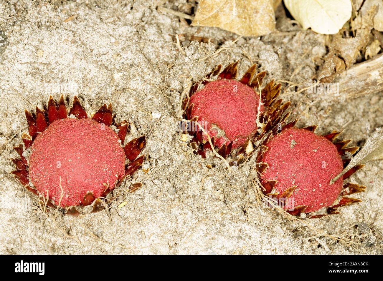 Root Parasite High Resolution Stock Photography and Images - Alamy