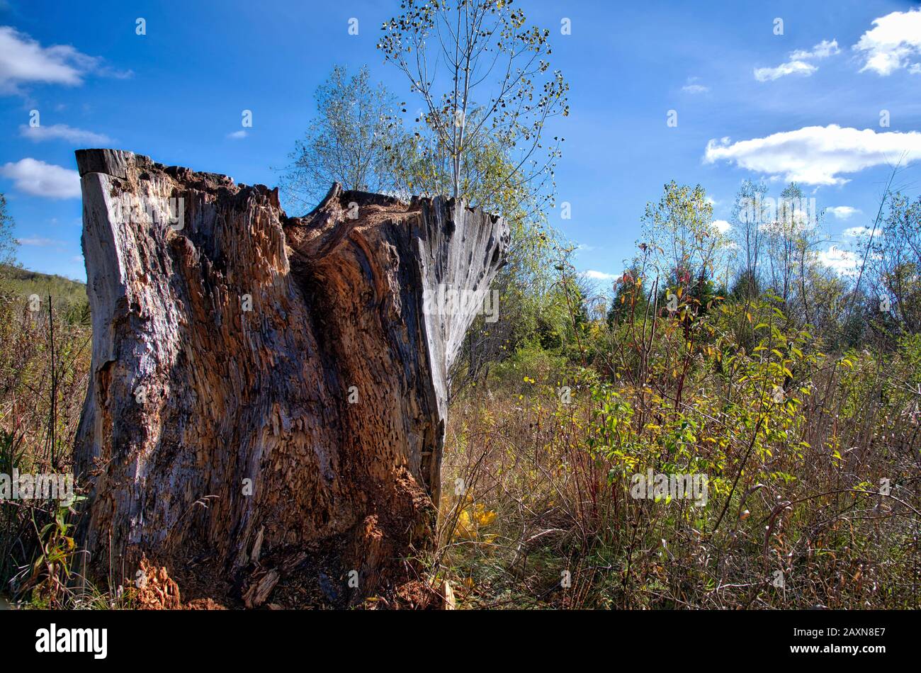 new growth trees and the old cut down tree trunk -deforestation Stock ...
