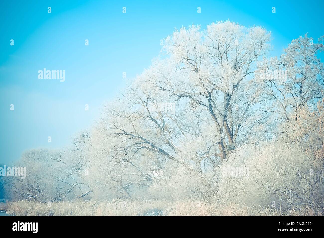 Big trees with snow hi-res stock photography and images - Alamy