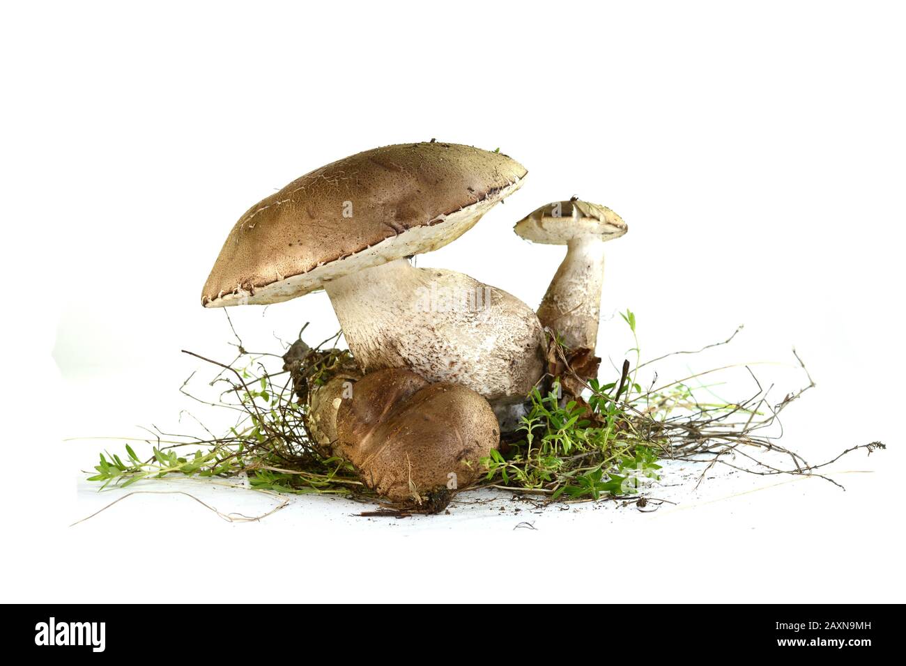 Leccinum carpini mushroom isolated on white Stock Photo - Alamy