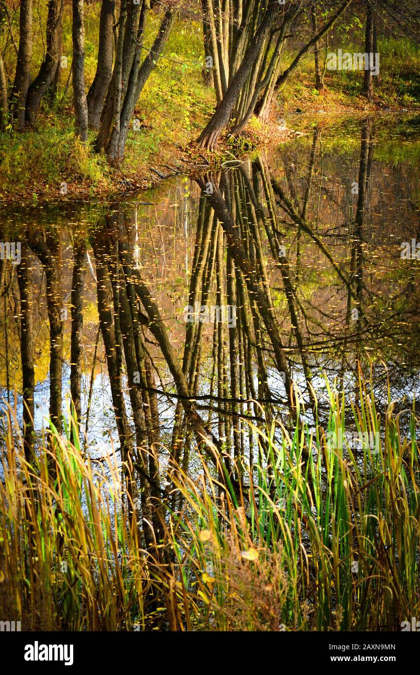 Straight tree hi-res stock photography and images - Alamy