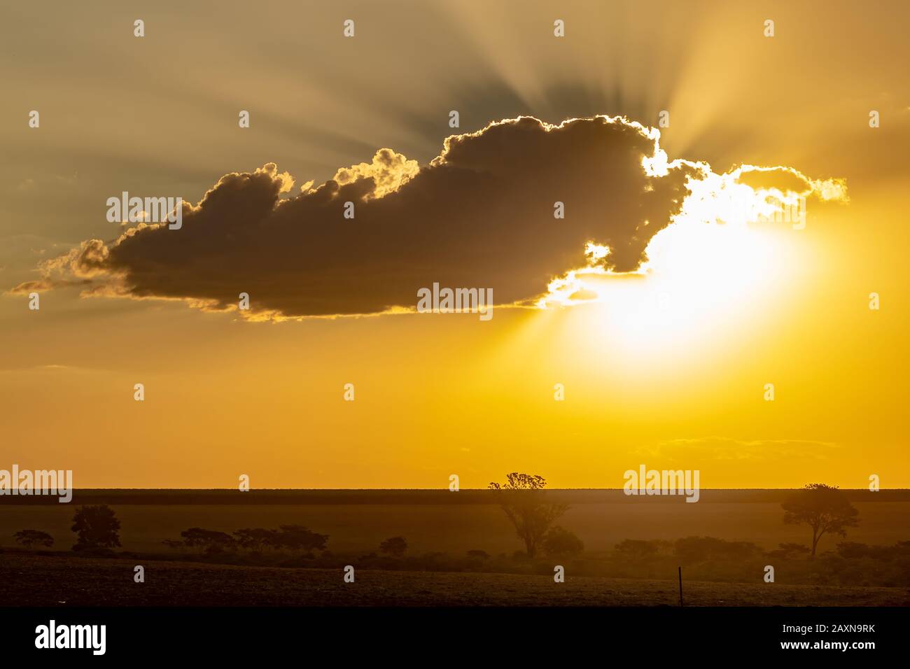 Sugar cane sunset plantation hi-res stock photography and images - Alamy