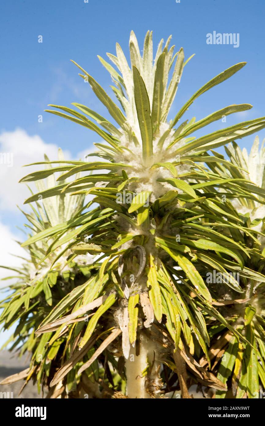 Landscape, Tree, Paina, São Gonçalo do Rio Preto, Minas Gerais, Brazil ...