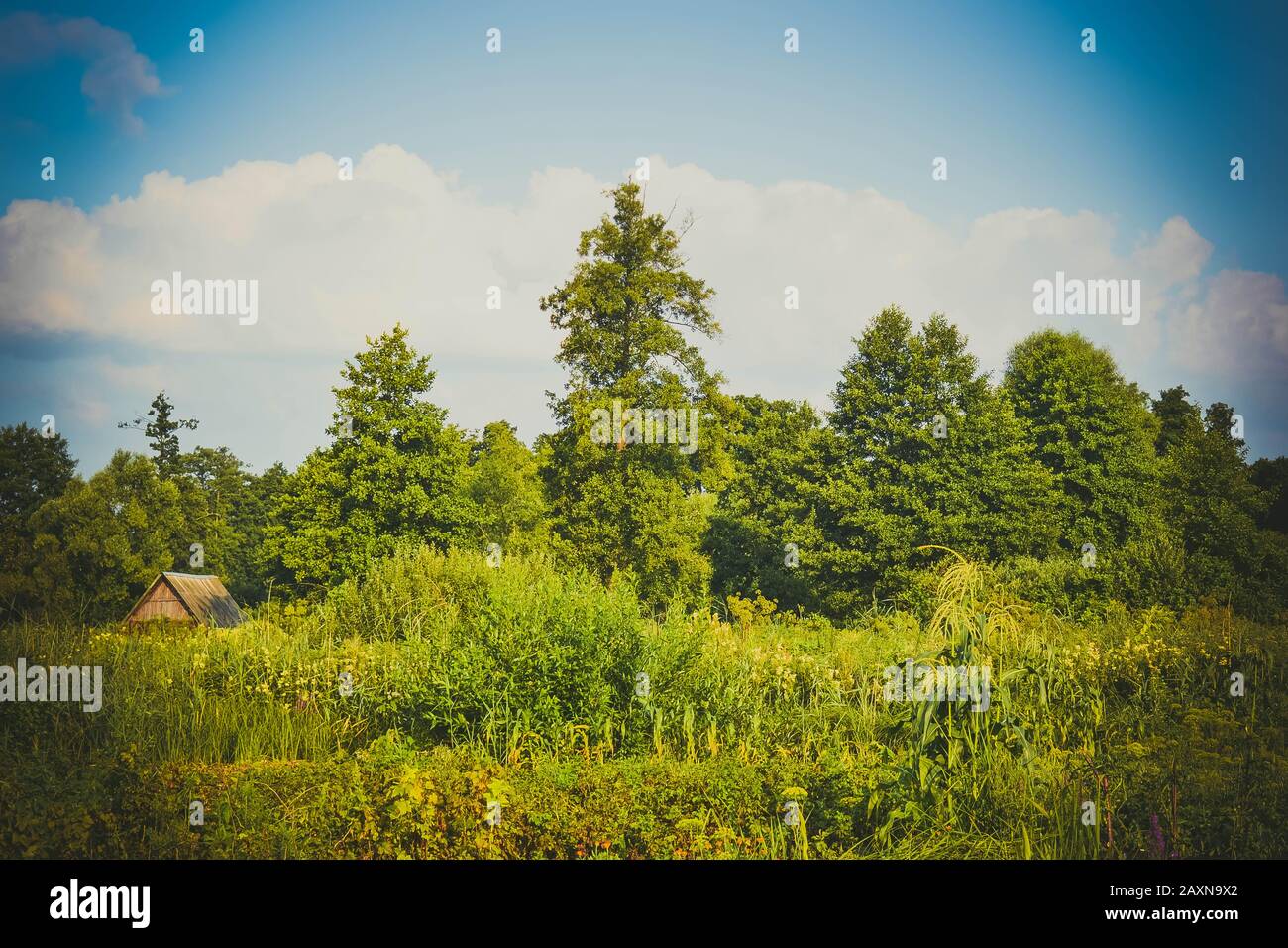green trees, bushes, grass and summer sky with white clouds Stock Photo - Alamy