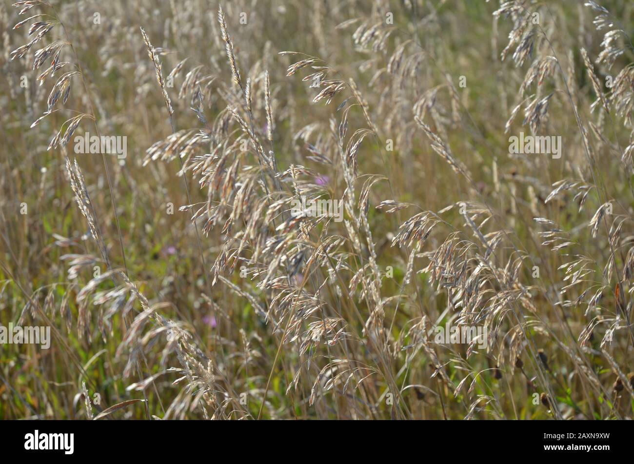 Grass going to see in a field Stock Photo - Alamy