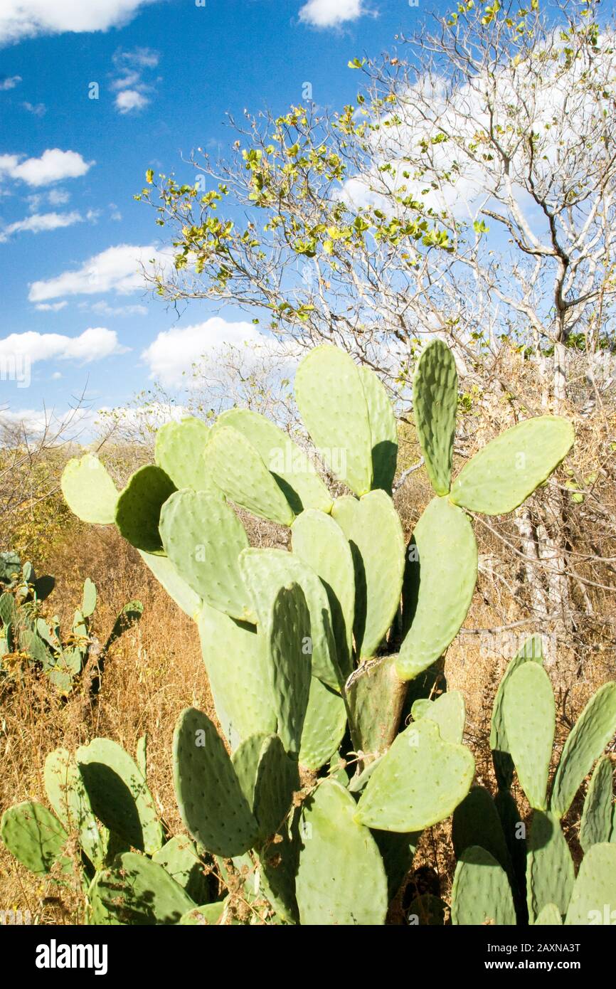 fisionomia de caatinga; cactácea palma cactaceae, Cactácea Palma ...