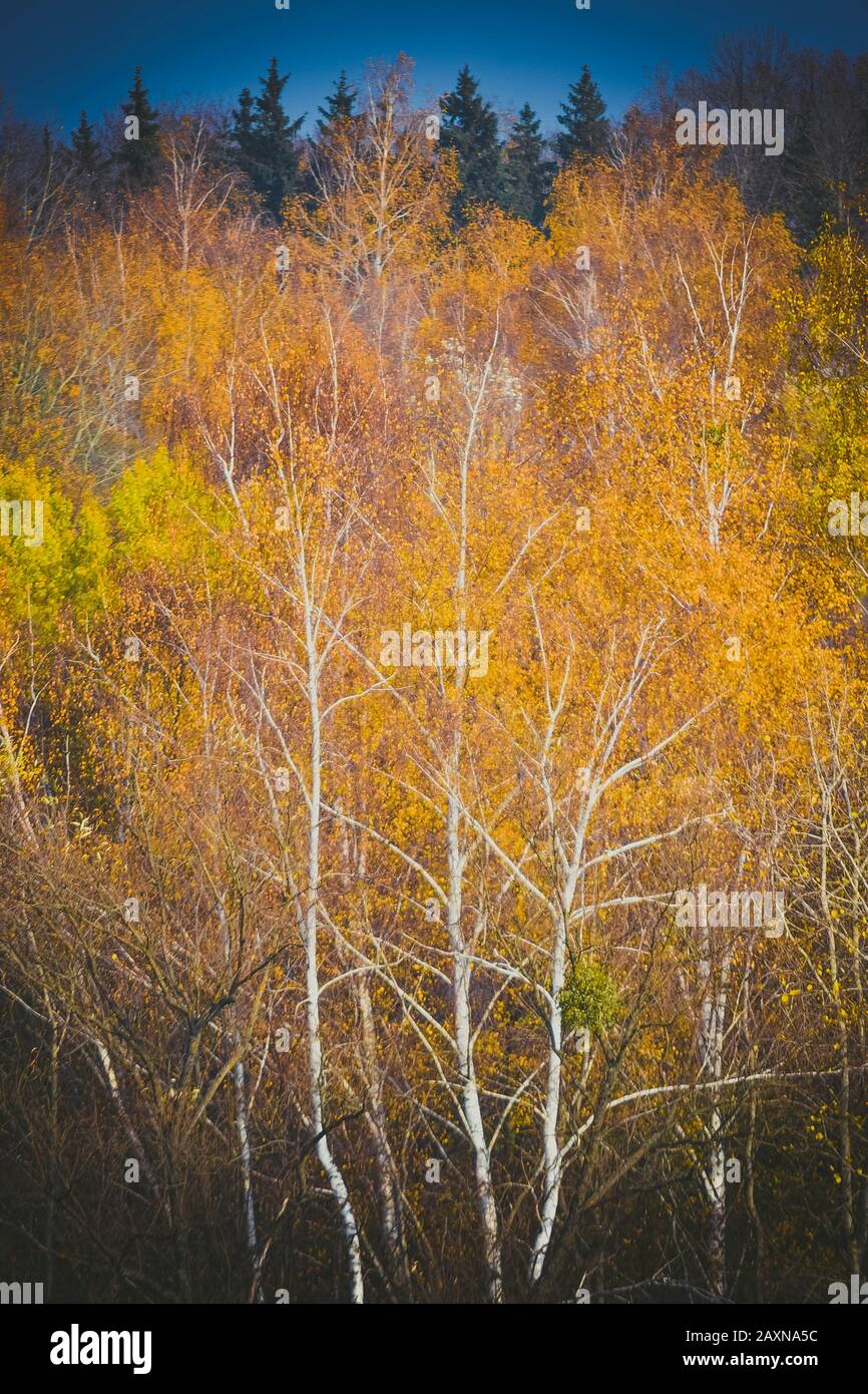 Tall birch trunk hi-res stock photography and images - Alamy