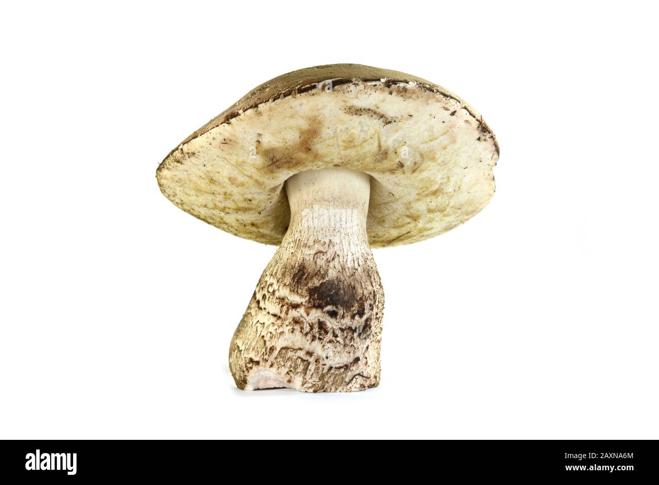 Leccinum carpini mushroom isolated on white Stock Photo - Alamy