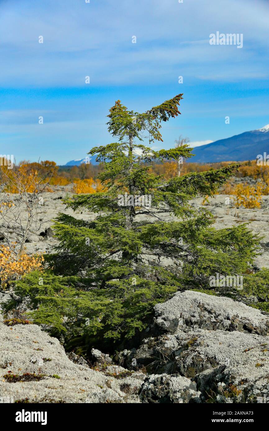 Canada british columbia nass river hi-res stock photography and images ...
