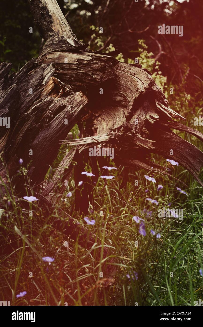 old wooden snag in the woods near Stock Photo - Alamy