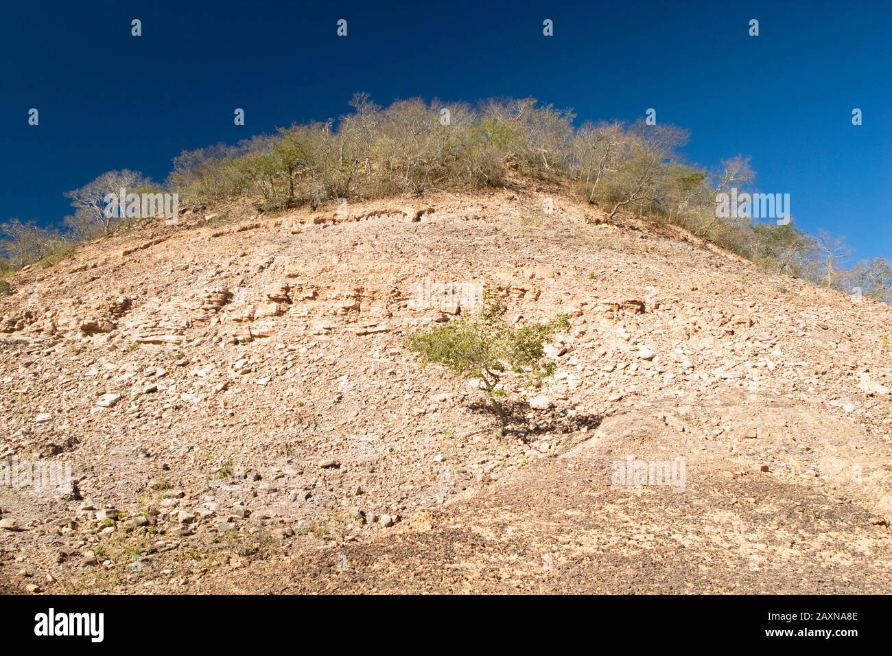 Vegetação da caatinga e solo raso, erosão, litossolo, Vegetation of the ...