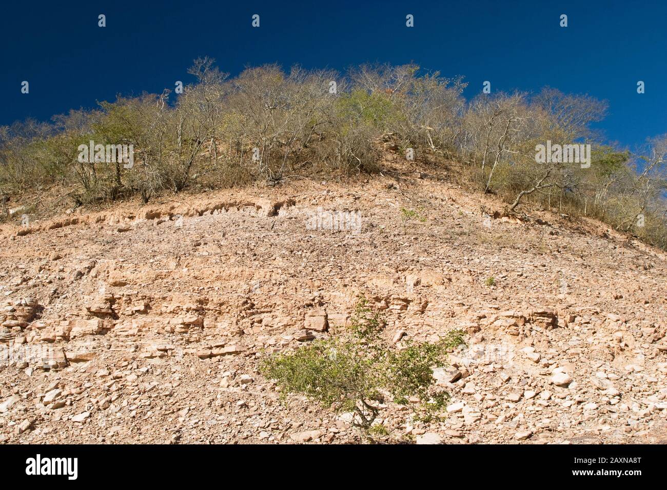 Vegetação da caatinga e solo raso, erosão, litossolo, Vegetation of the ...