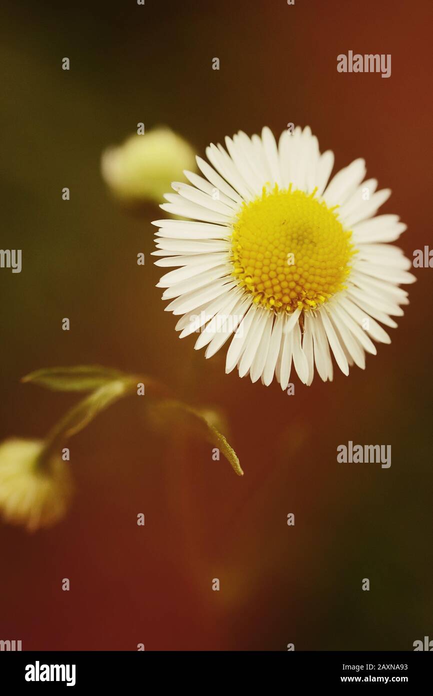 daisy flower close up on dark background, filter Stock Photo - Alamy