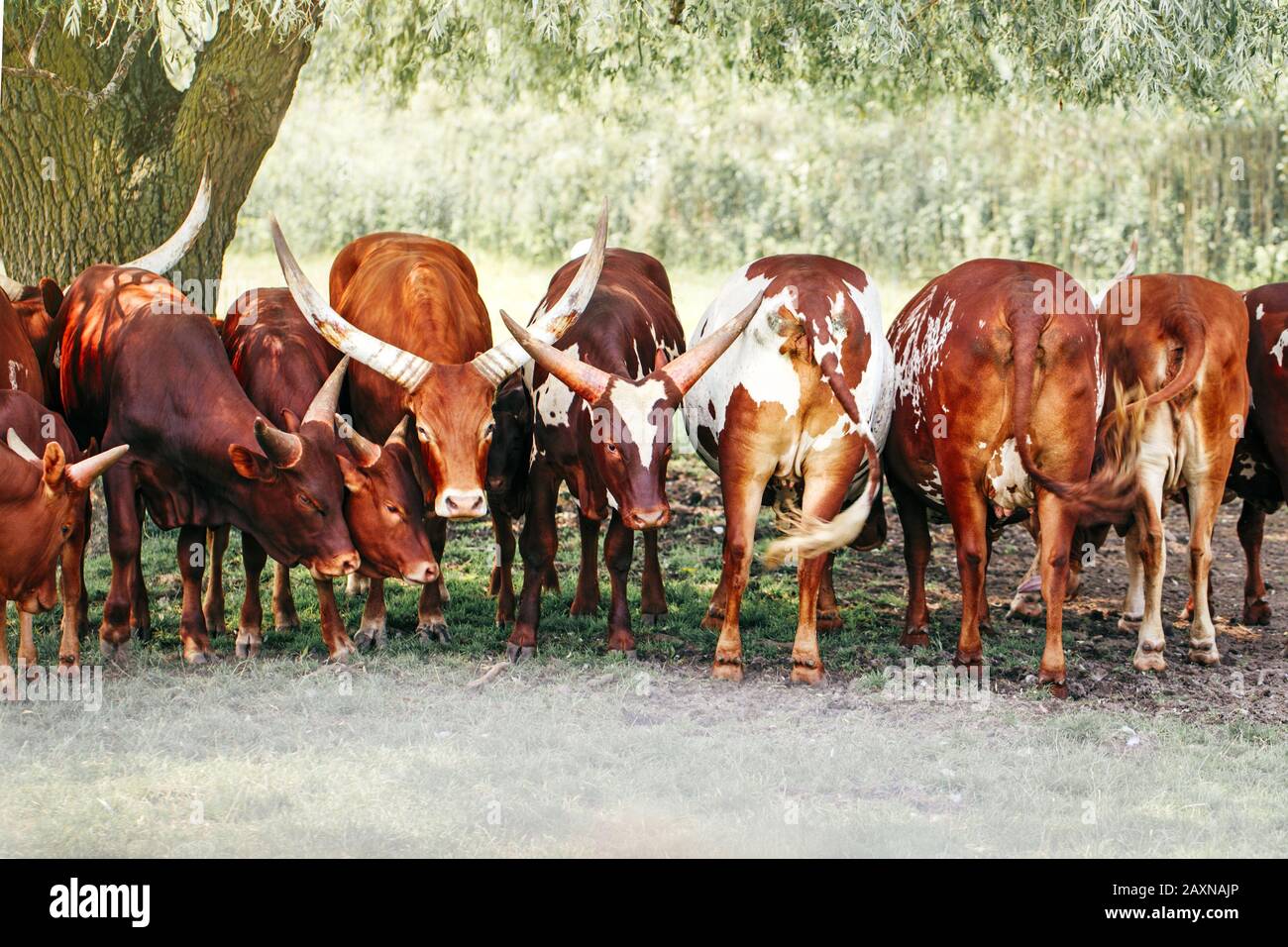 Sanga cattle breed hi-res stock photography and images - Alamy