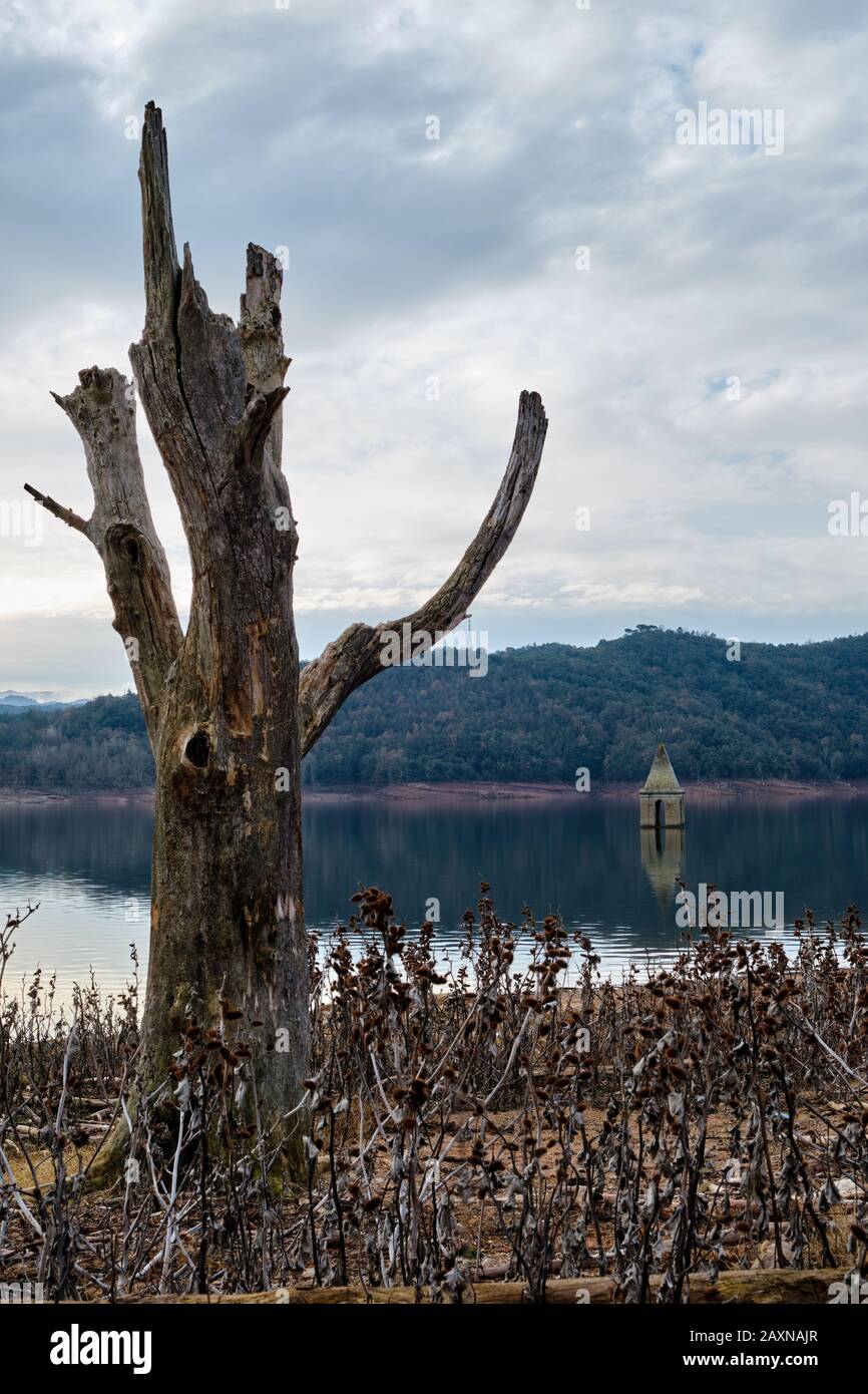 Dead tree as vertical axis over swamp, Catalonia Stock Photo - Alamy
