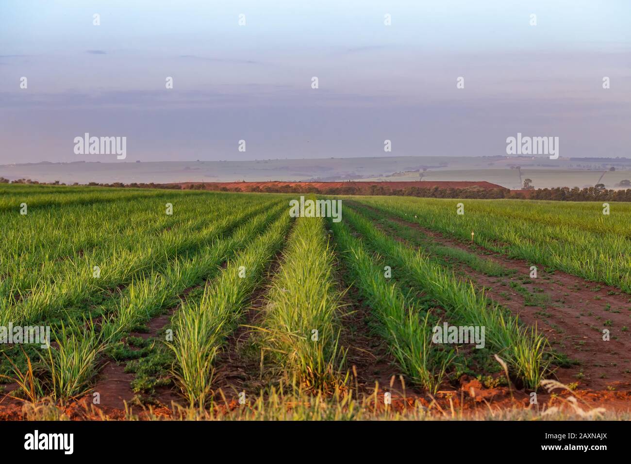 Sugar cane plantation at brazil’s countryside Stock Photo - Alamy