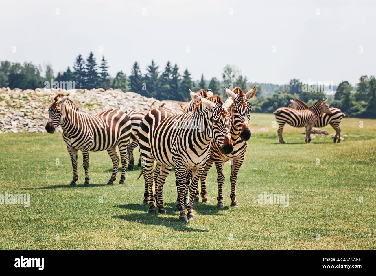 A herd of plains zebra standing together in savanna park on summer day ...