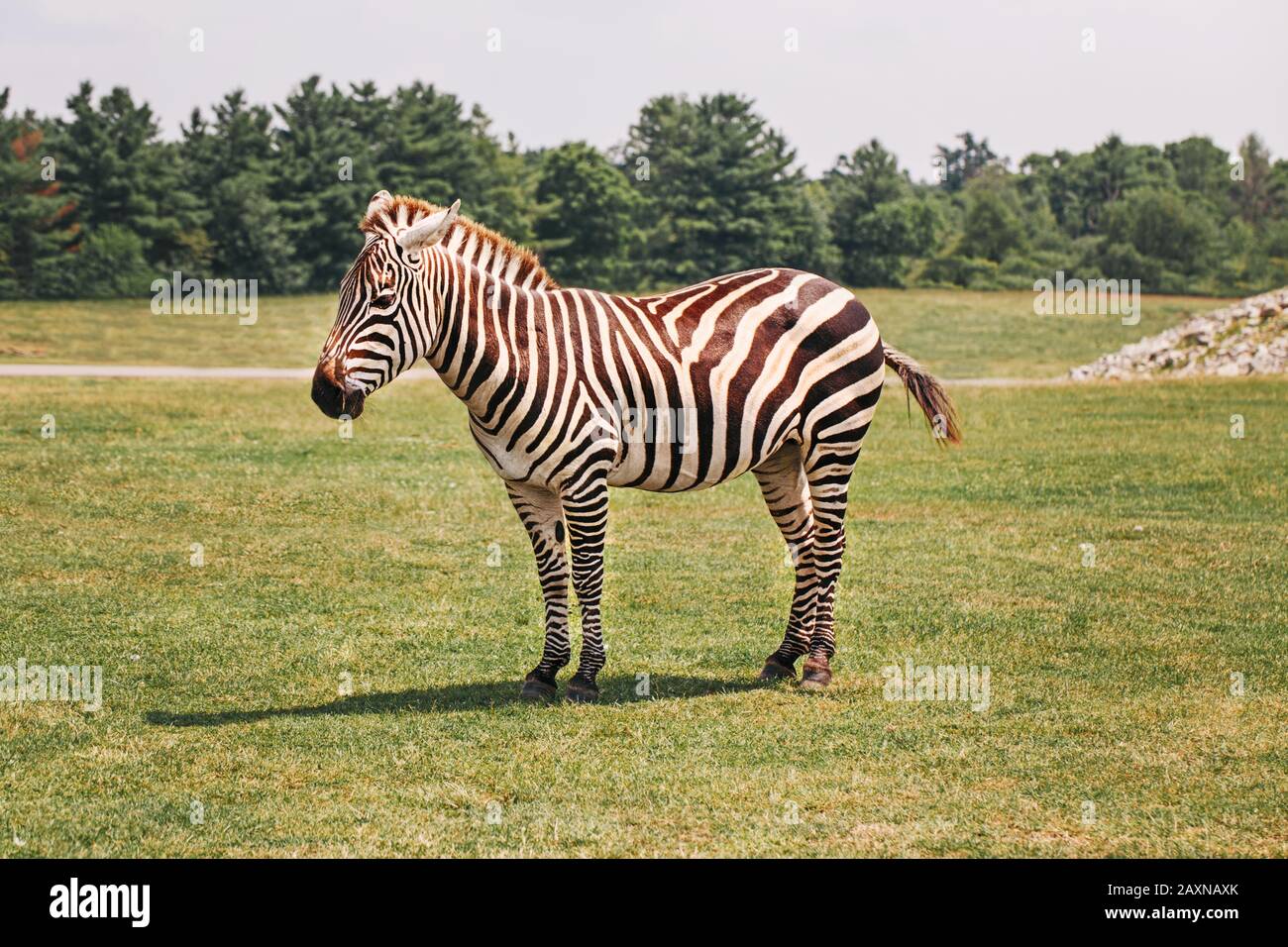 One zebra standing in savanna park on summer day. Exotic African black ...