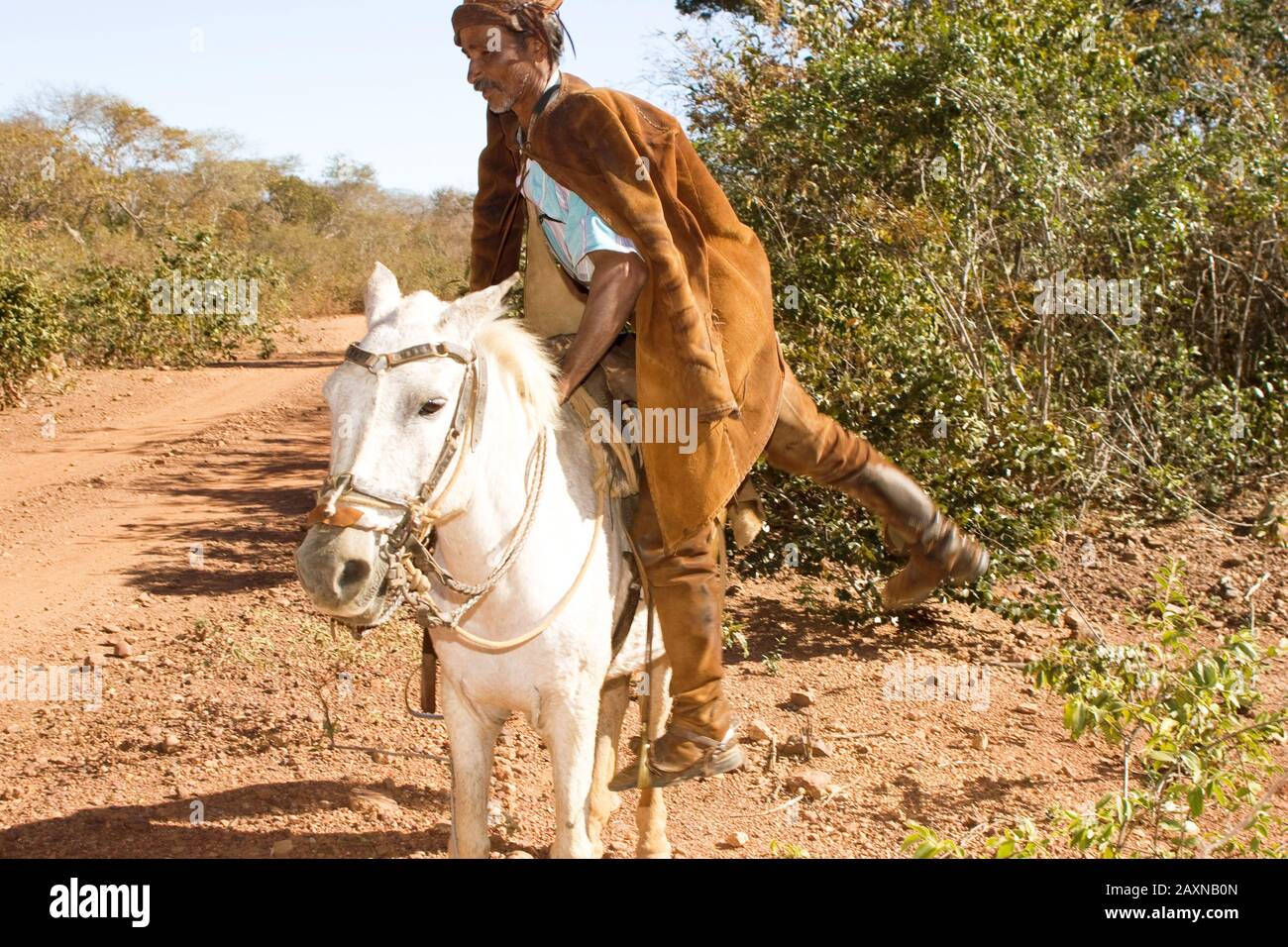 Vaqueiro em armadura de couro, sertanejo e sua vestimenta sobre cavalo ...