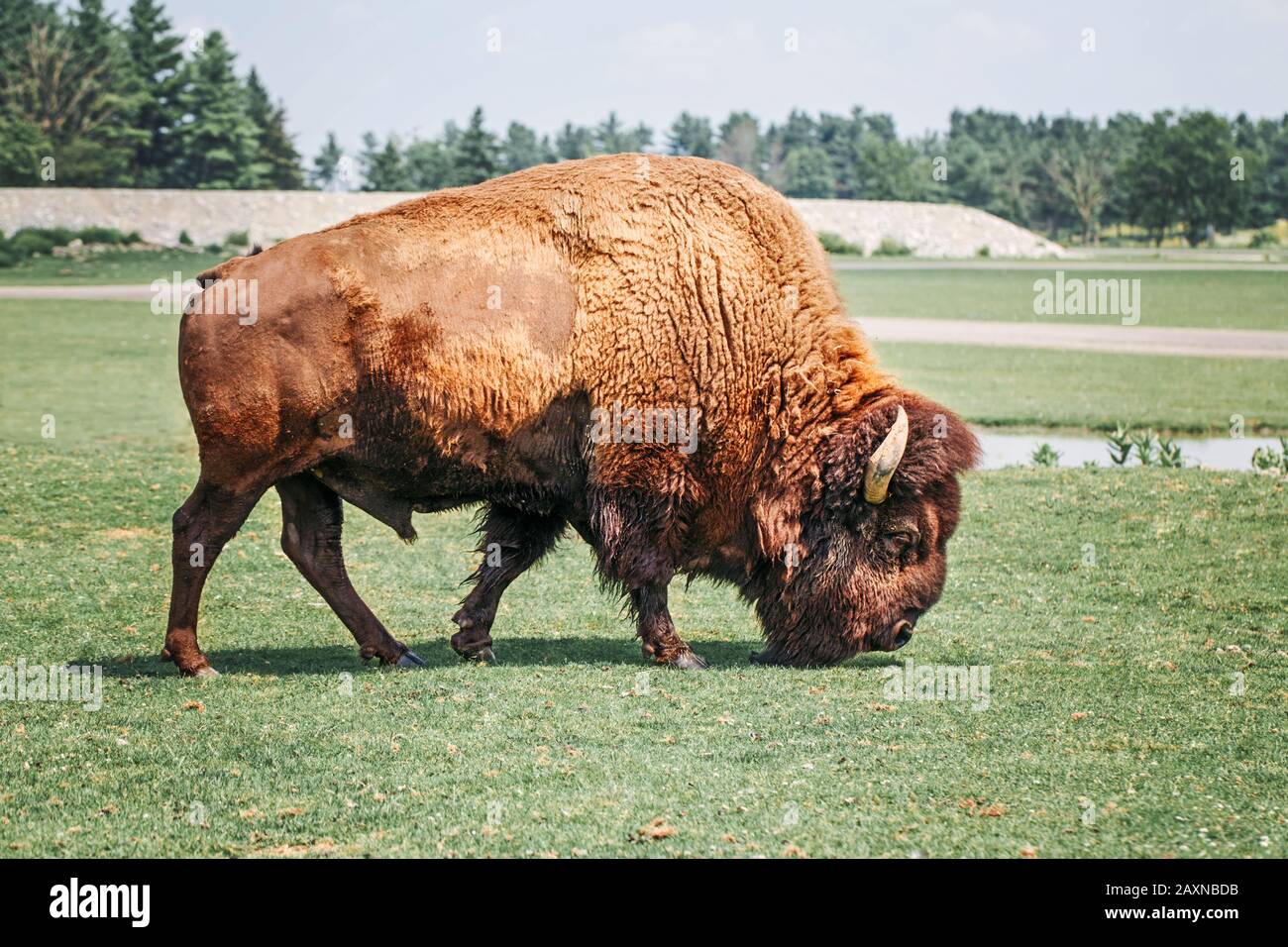 One plains bison eating grazing grass outdoor. Herd animal buffalo ox ...