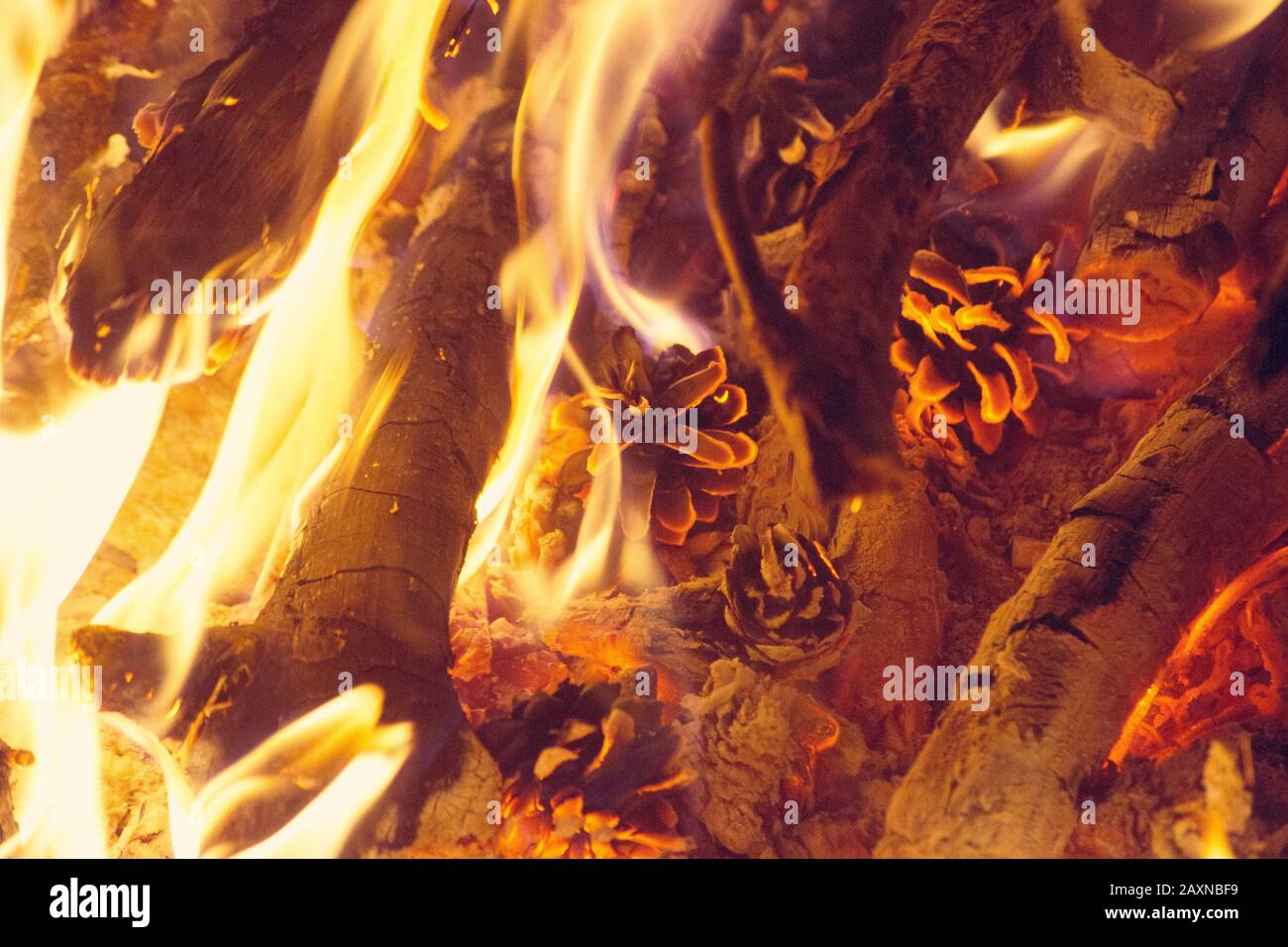 Close up spruce branches in hi-res stock photography and images - Alamy