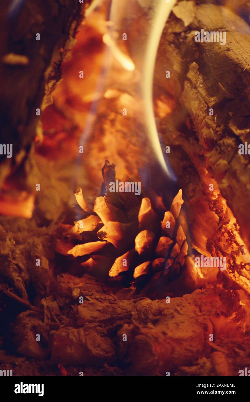 pine cone pine burns in the fire Stock Photo - Alamy