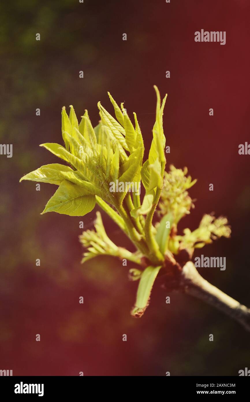foliage in the early spring with filter Stock Photo - Alamy