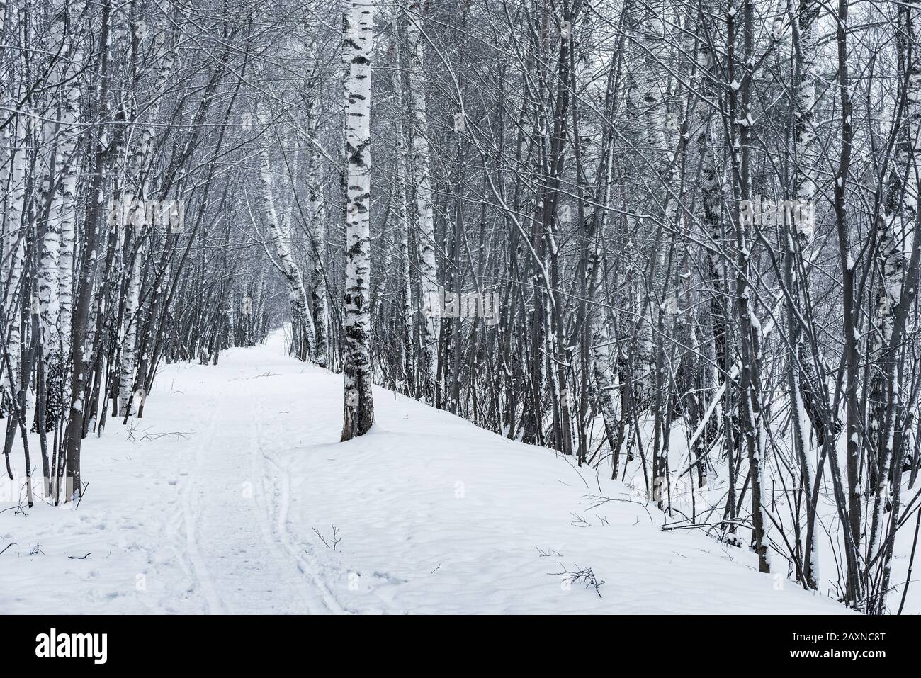 City park path view at winter cold day time Stock Photo - Alamy
