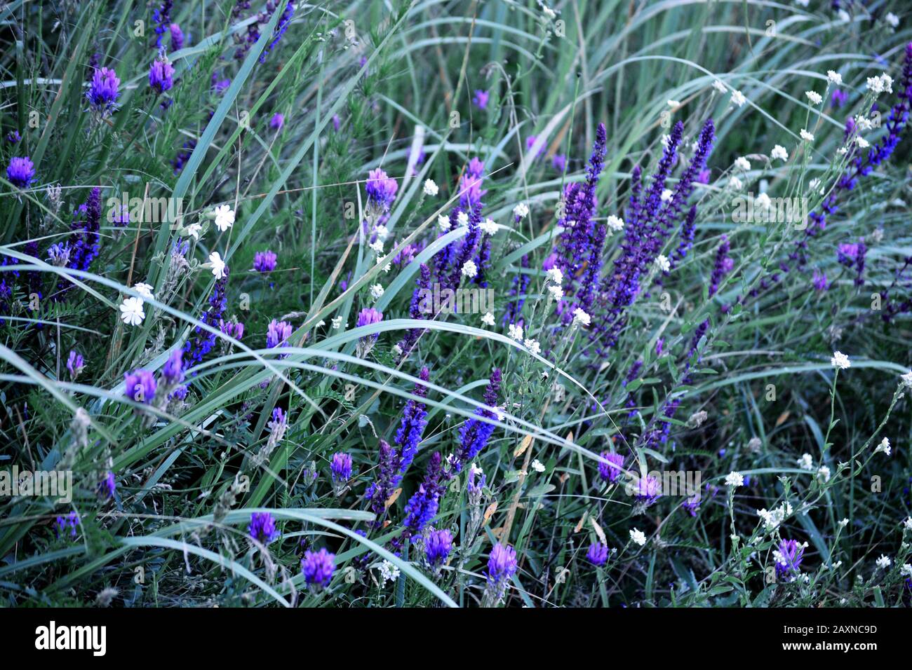 Grass flowers filter effect hi-res stock photography and images - Alamy