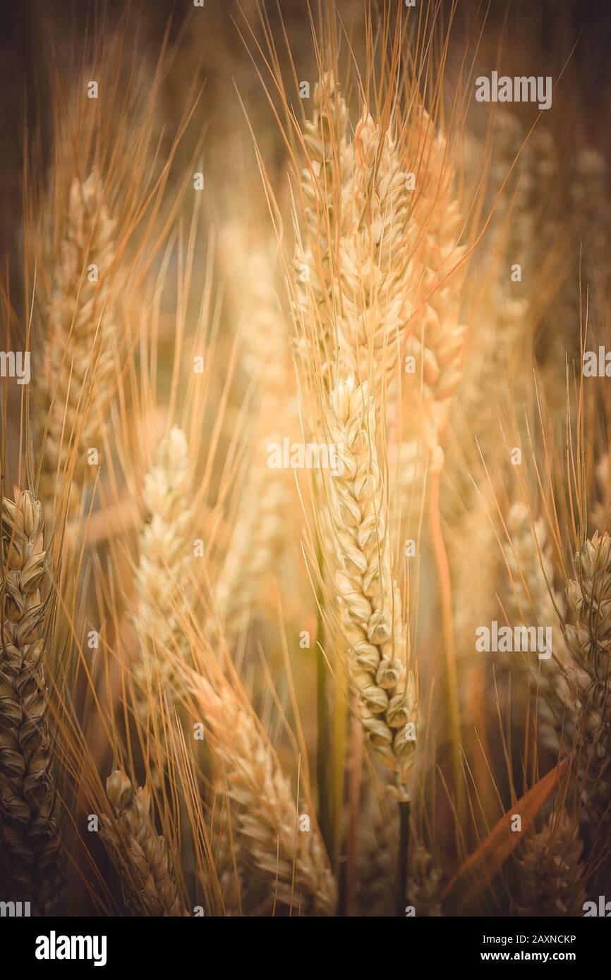 background full ear of ripened grain filter Stock Photo - Alamy