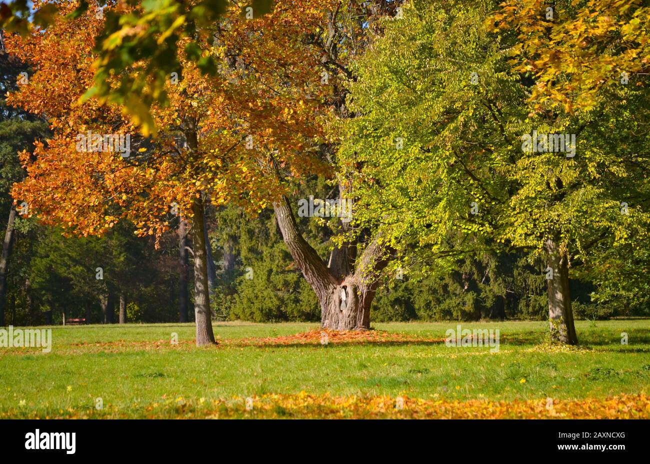 trunks of trees in the park with lawn and leaf litter Stock Photo - Alamy