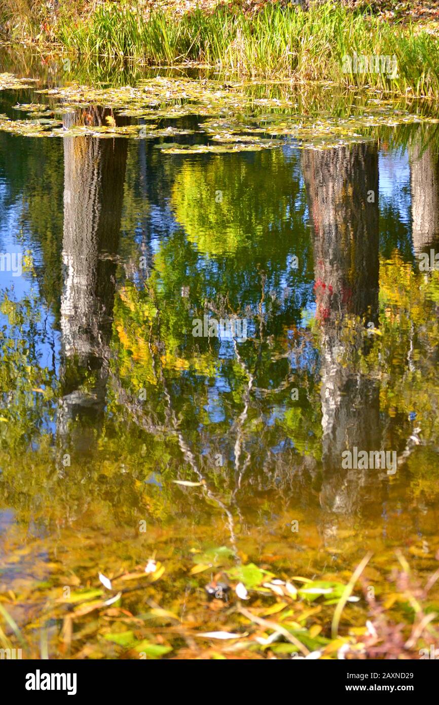 Trunk Bark White Poplar High Resolution Stock Photography and Images ...