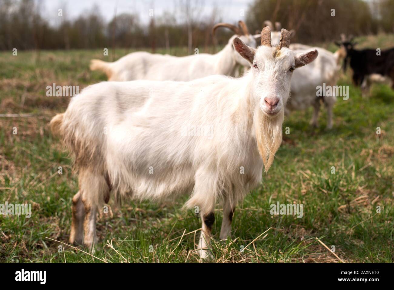 Goat paddock hi-res stock photography and images - Alamy
