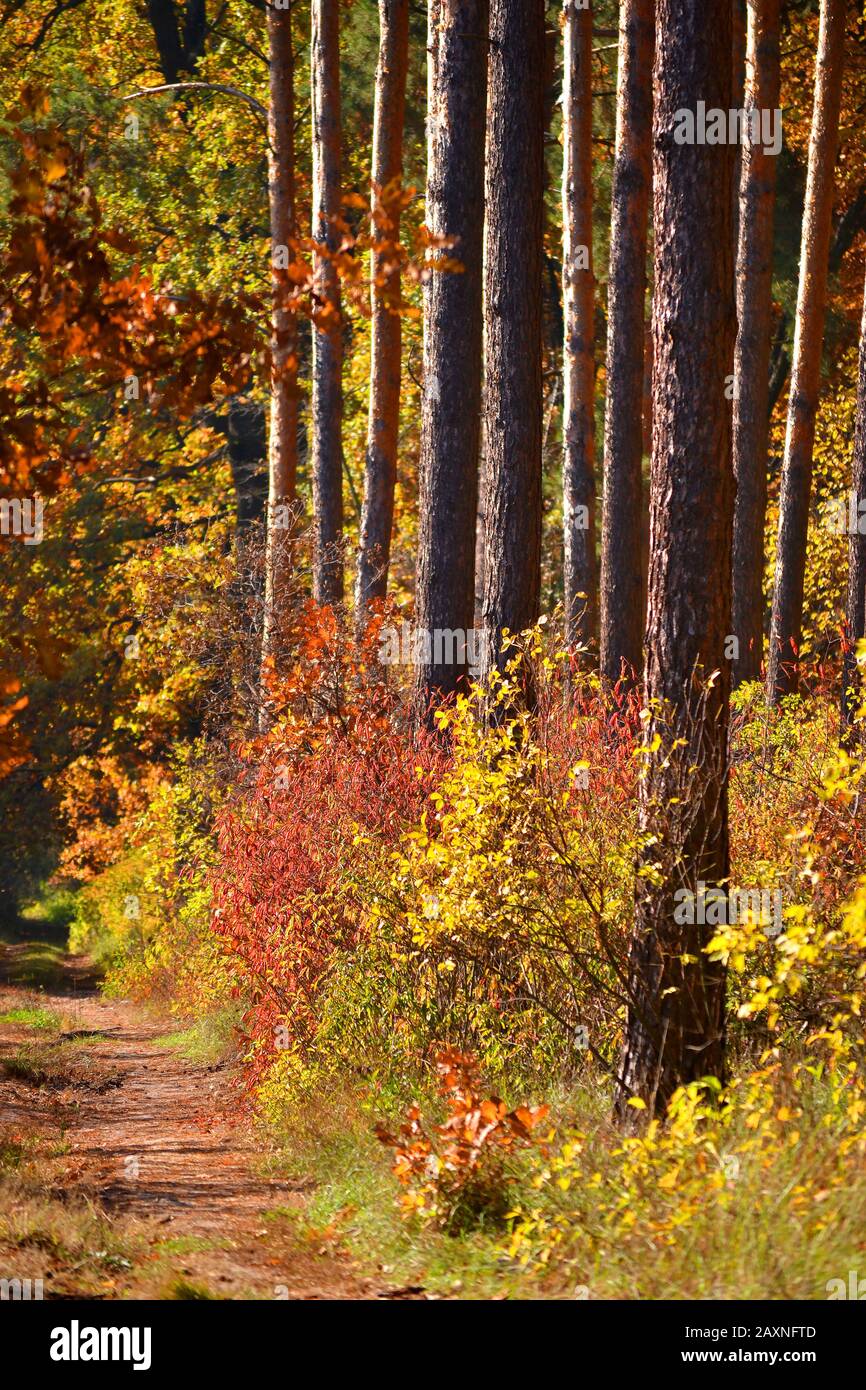 symmetrical trees grow between the trees grow bushes of different ...