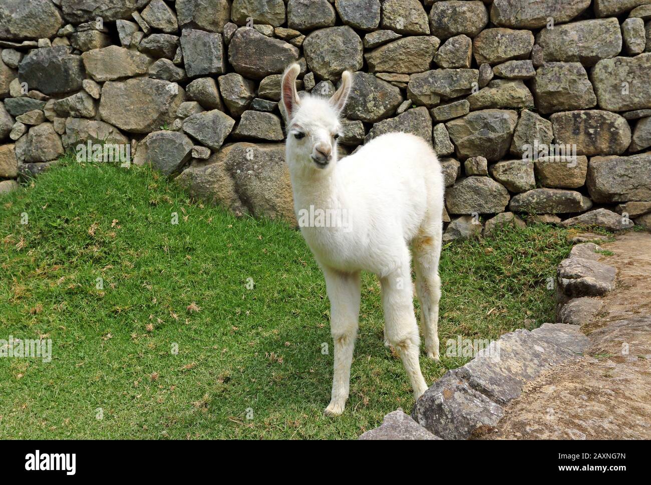 Andes terrace llamas hi-res stock photography and images - Alamy