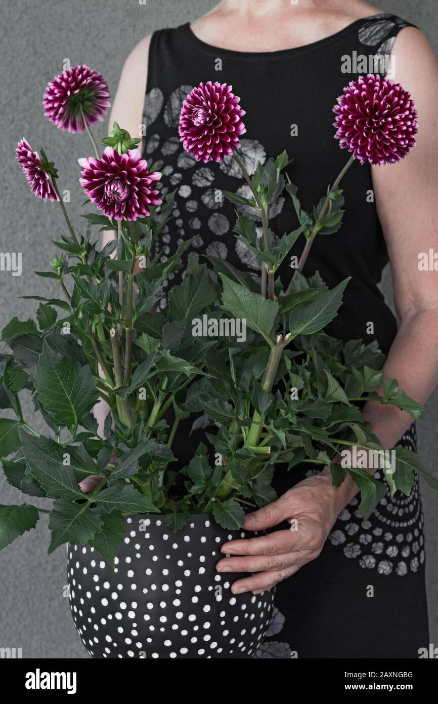 Dahlia grey hi-res stock photography and images - Alamy